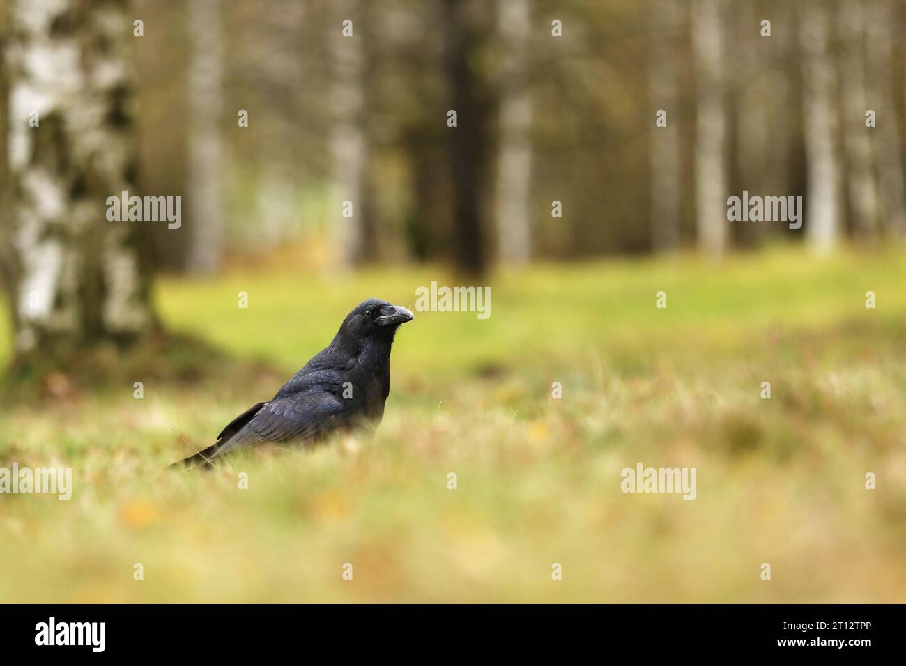 Common Raven - Corvus corax also known as the western raven or northern ...