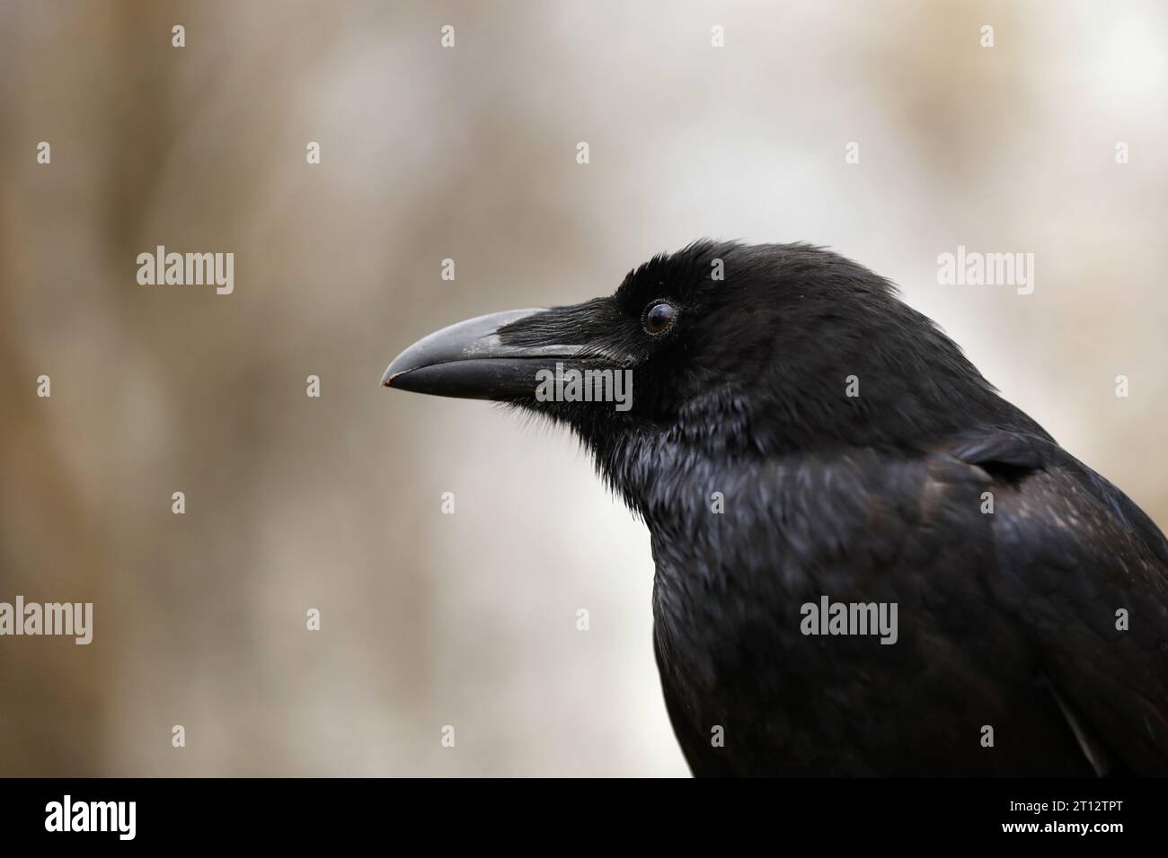 The common raven Corvus corax, also known as the northern raven, autumn ...