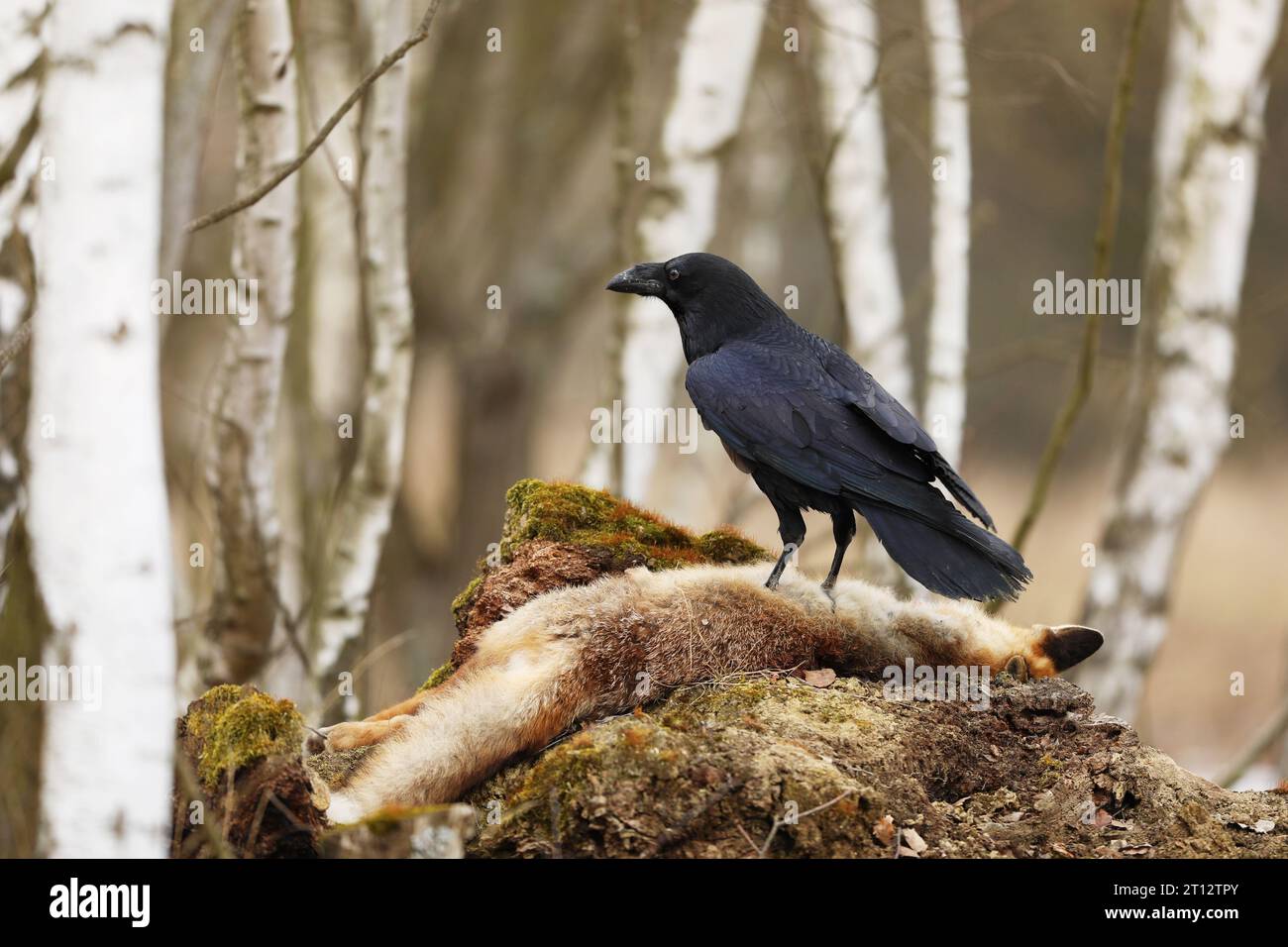 Raven dead hi-res stock photography and images - Alamy