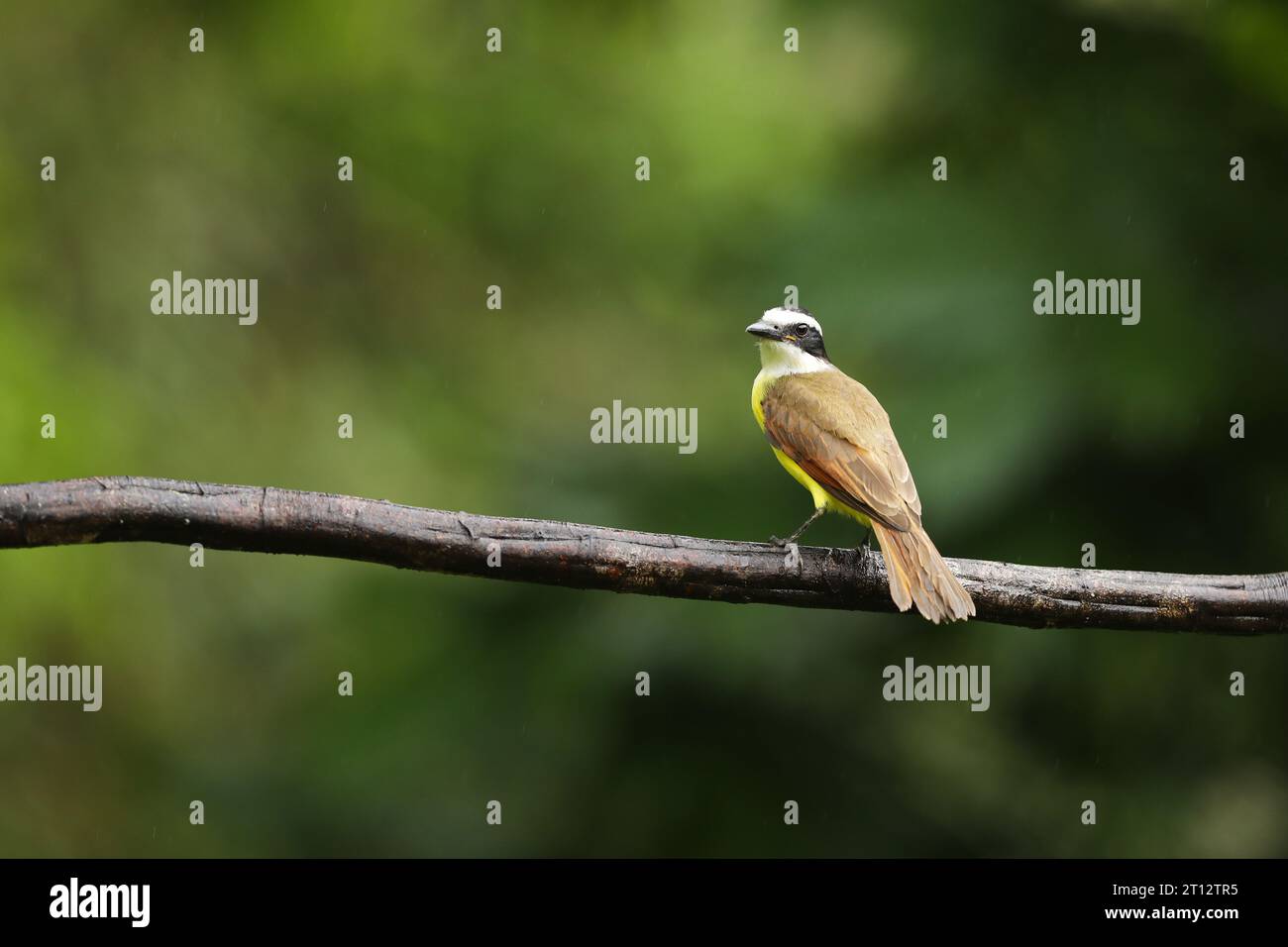 Yellow bird from Costa Rica. Great Kiskadee, Pitangus sulphuratus ...