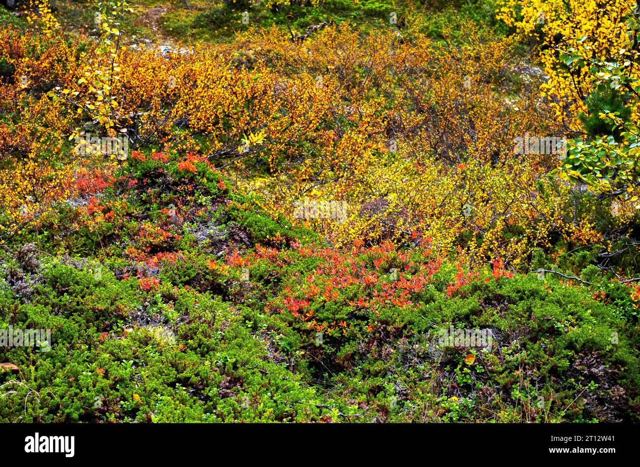 September 14, 2023: The autumn season is relatively short in northern ...