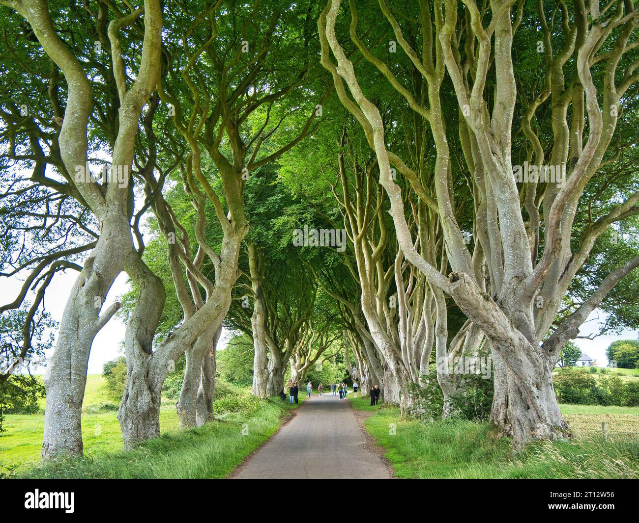 Visitors at the Dark Hedges tourist attraction in County Antrim ...
