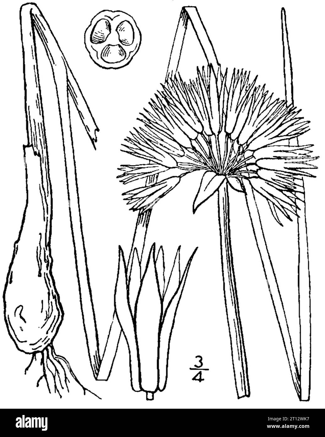 Allium schoenoprasum sibiricum drawing Stock Photo - Alamy