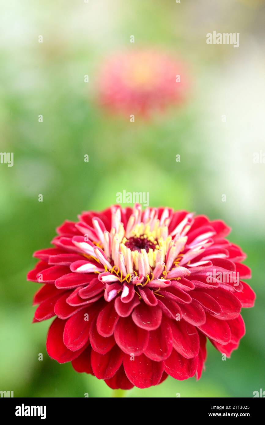 Zinnia elegans benarys giant deep red hi-res stock photography and ...