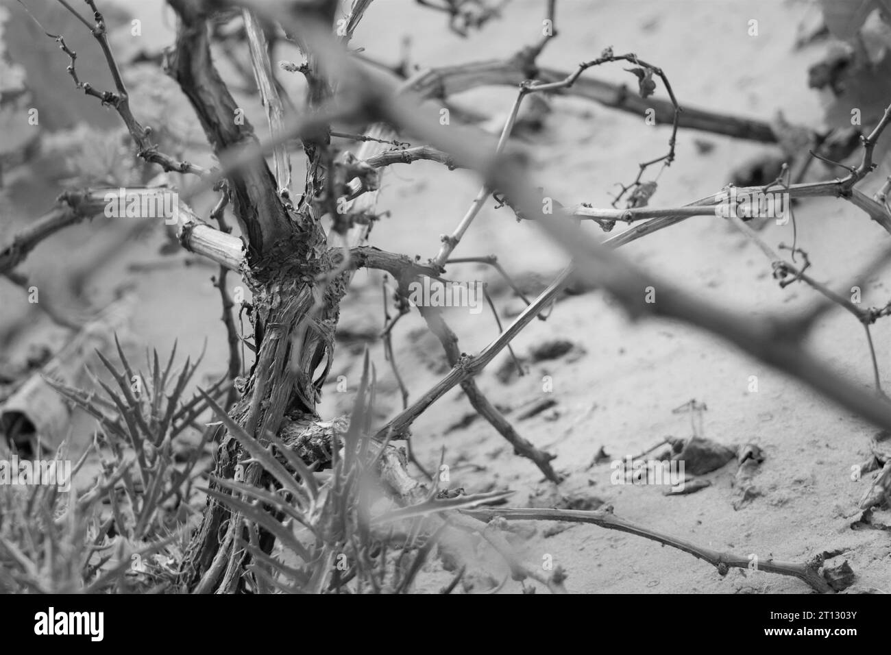 Barbed plant Black and White Stock Photos & Images - Alamy