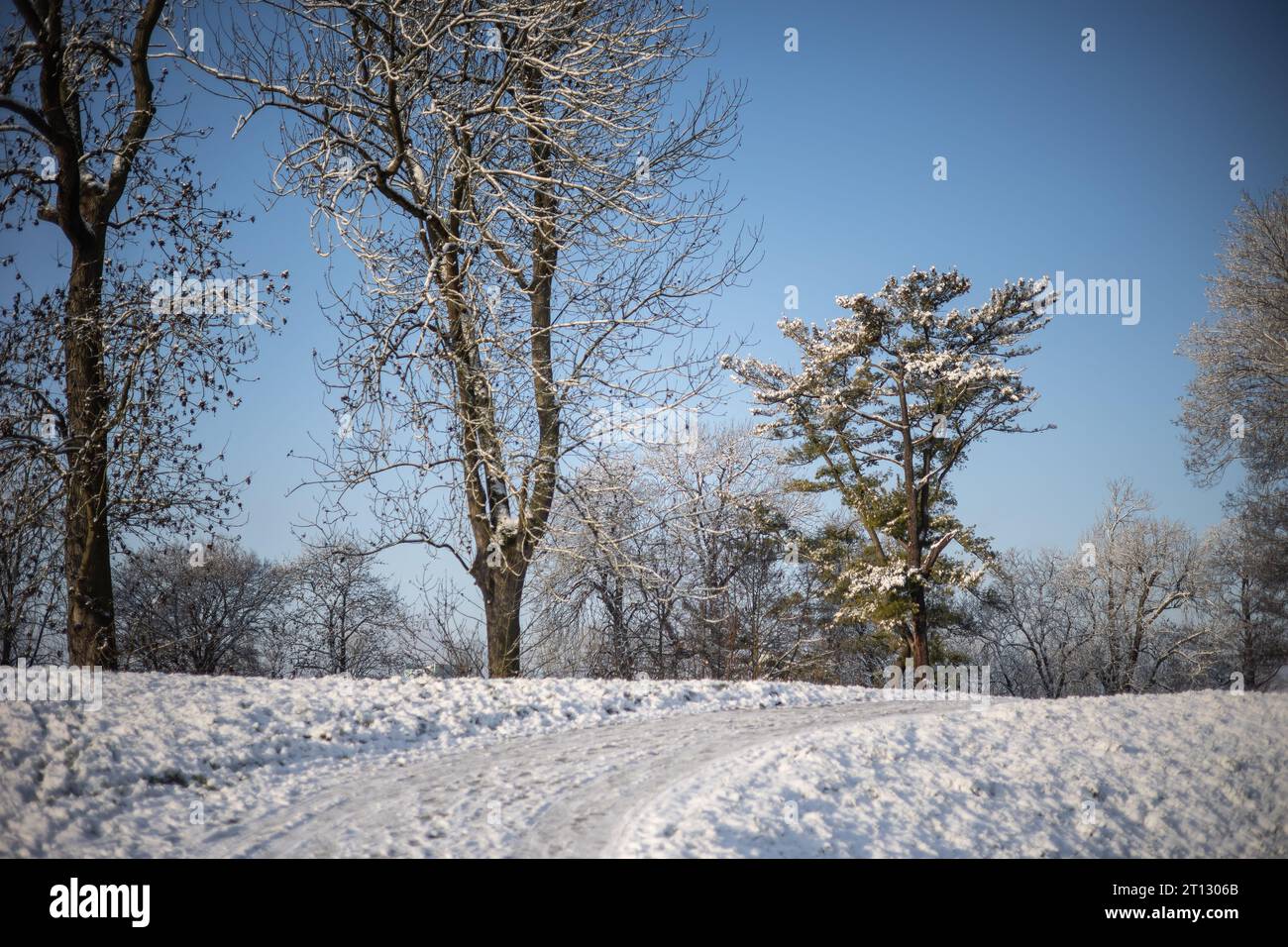 Snow on trees and ground in a park in the sun in wintertime Stock Photo ...
