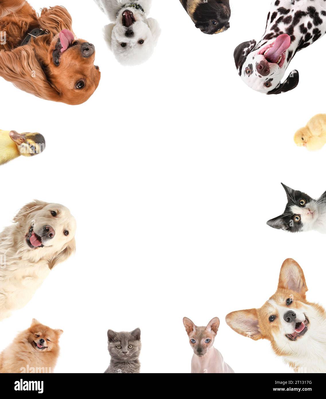 Frame made of different animals on white background. Banner for design ...