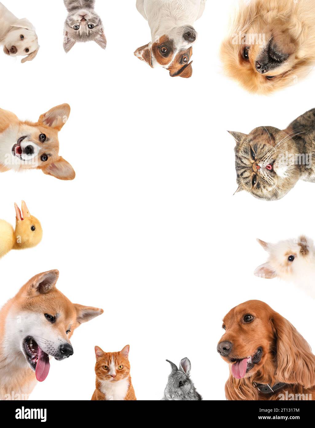 Frame made of different animals on white background. Banner for design ...