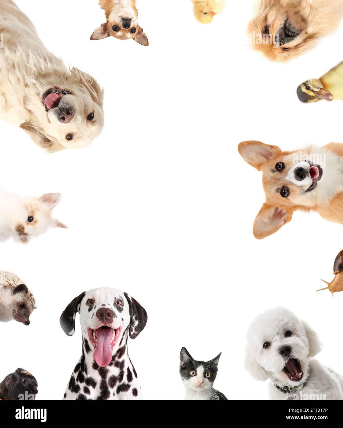 Frame made of different animals on white background. Banner for design ...