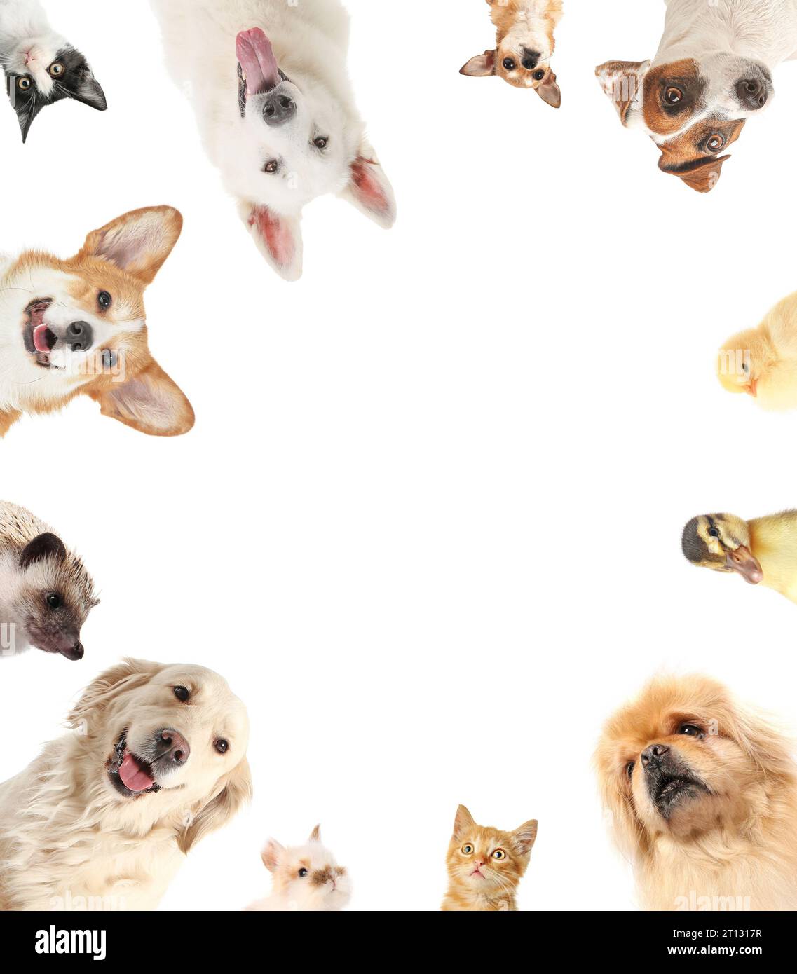 Frame made of different animals on white background. Banner for design ...