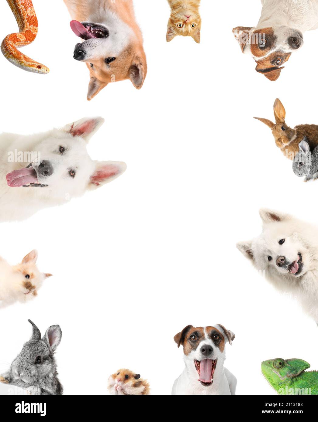 Frame made of different animals on white background. Banner for design ...