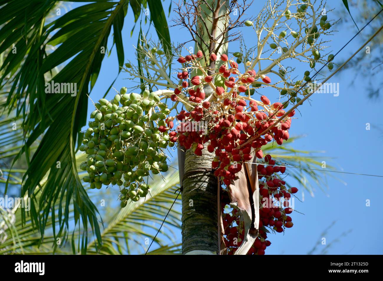 tree with green and red areca seeds in sunny day Stock Photo - Alamy