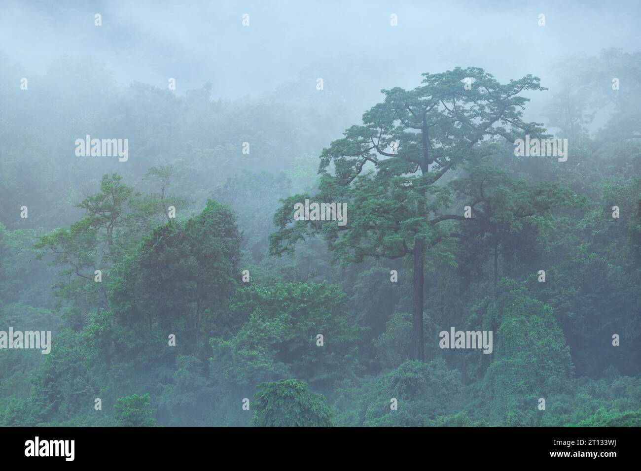 Misty forest during monsoon months at Manas National Park, Assam, India ...