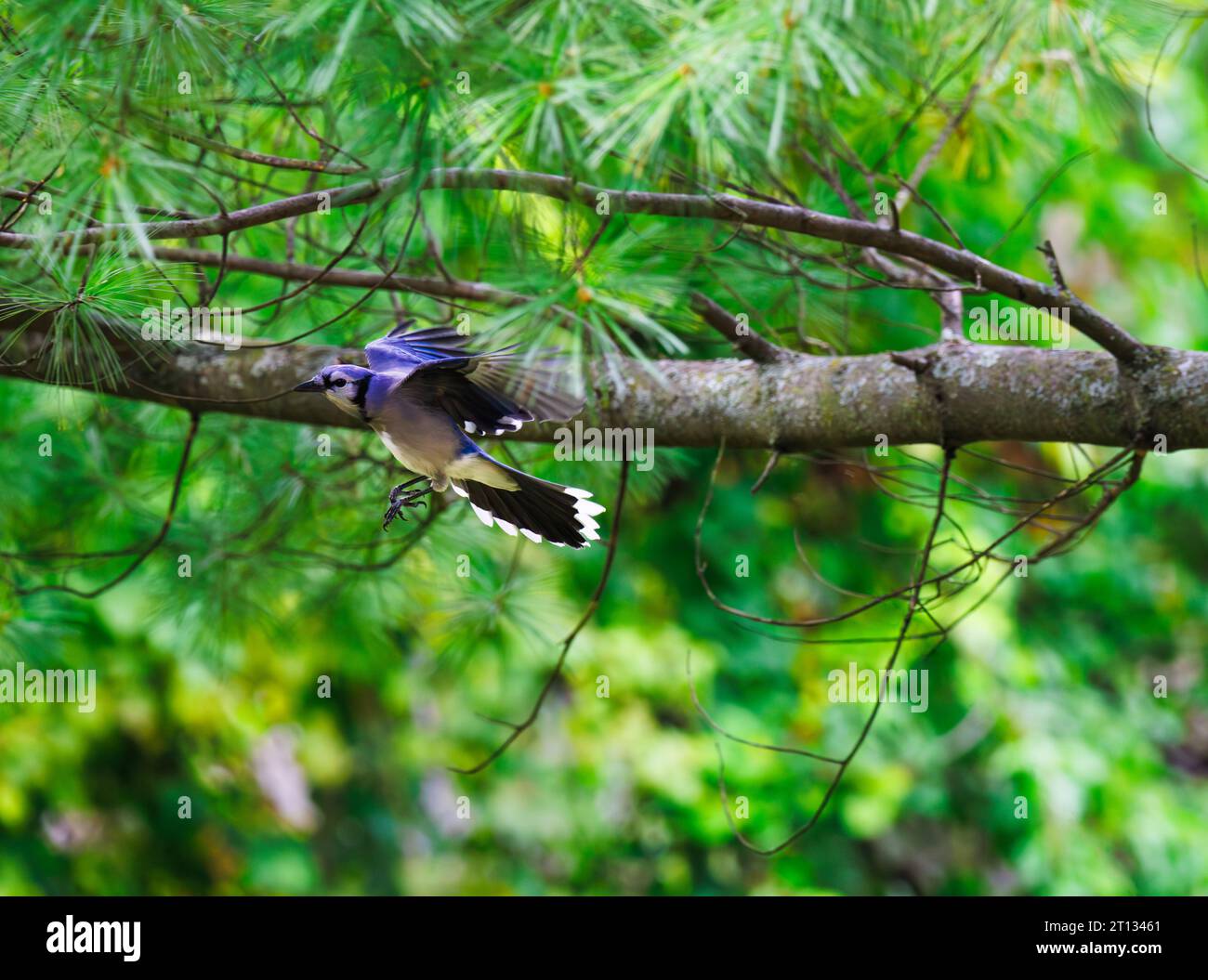 Eastern blue jay hi-res stock photography and images - Alamy