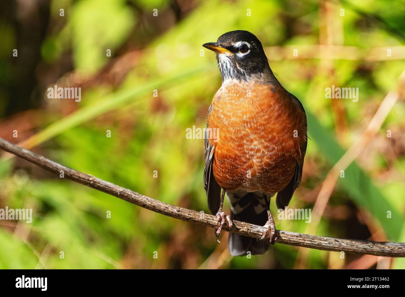 American robin portrait hi-res stock photography and images - Alamy