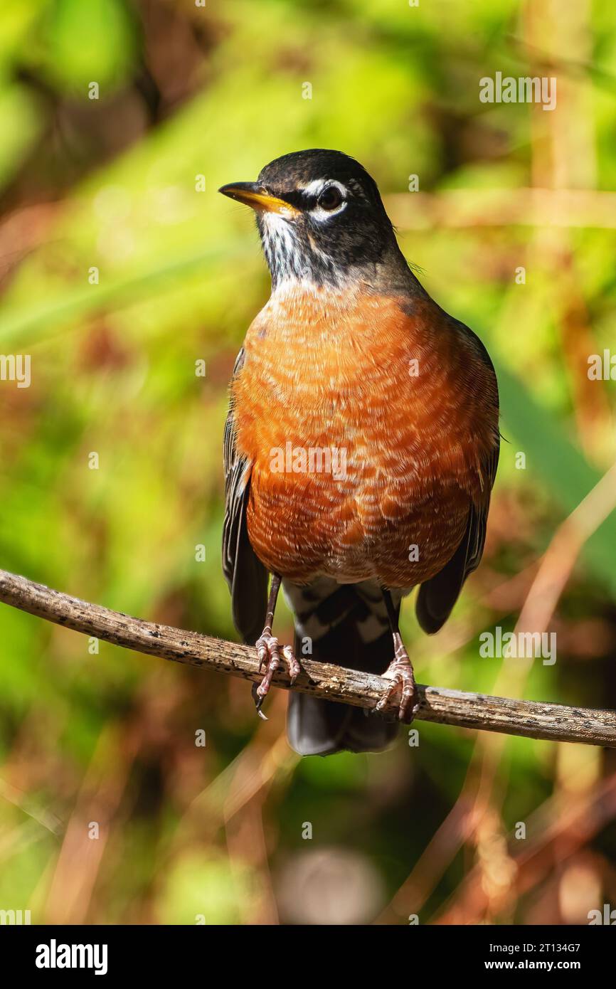 American robin portrait hi-res stock photography and images - Alamy