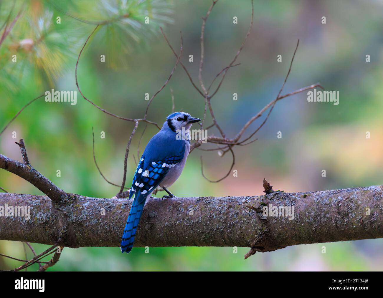 Blue Jays are large song birds native to Eastern North America Stock ...