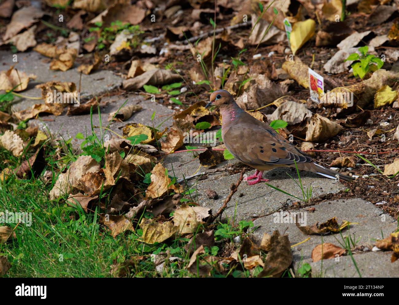Mourning Doves are commonly known as turtle Doves Stock Photo - Alamy
