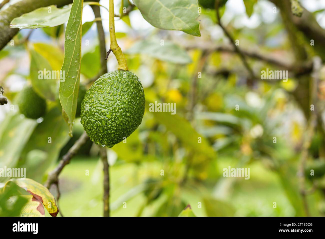 Green ripe avocado fruits hanging on avocado tree plantation - Persea ...