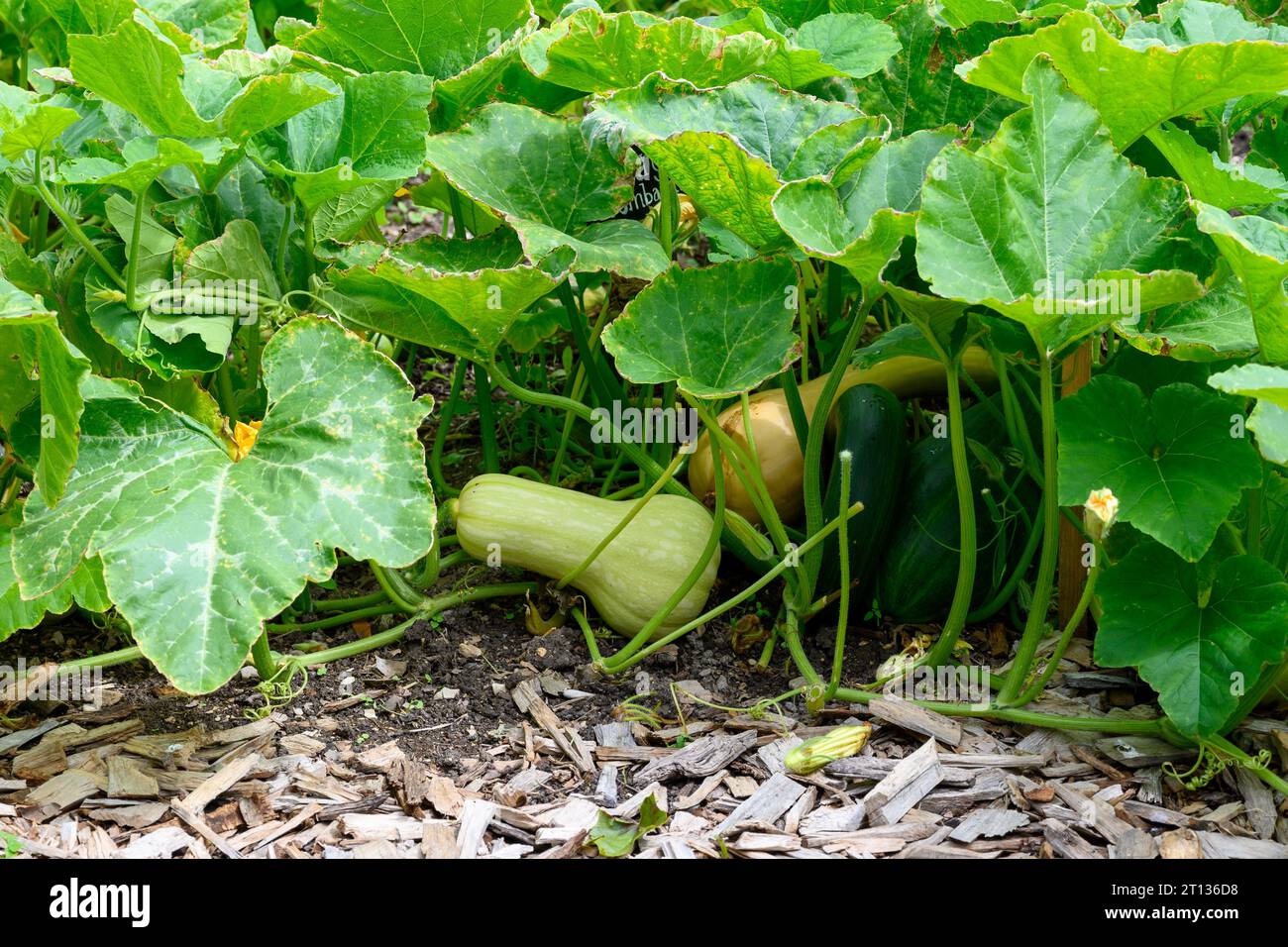 Open air plantation of ripe courgette zucchini vegetables ready to ...
