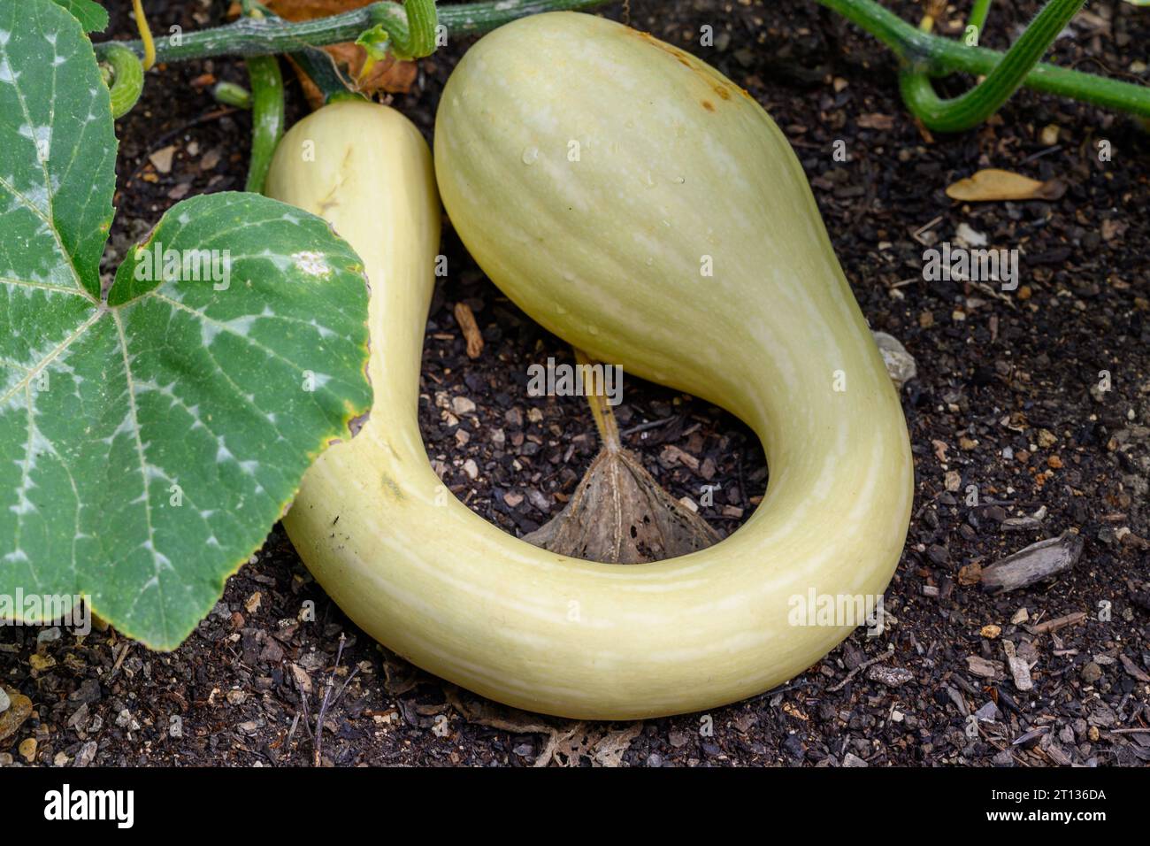 Open air plantation of ripe courgette zucchini vegetables ready to ...