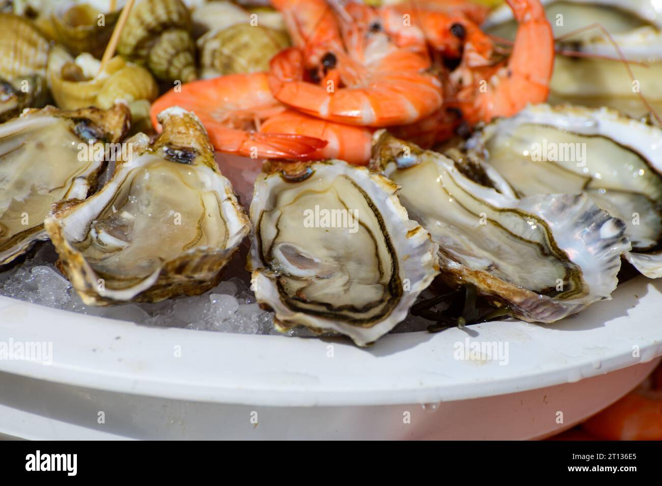 Fresh french Gillardeau oysters molluscs shucked on ice with shells ...