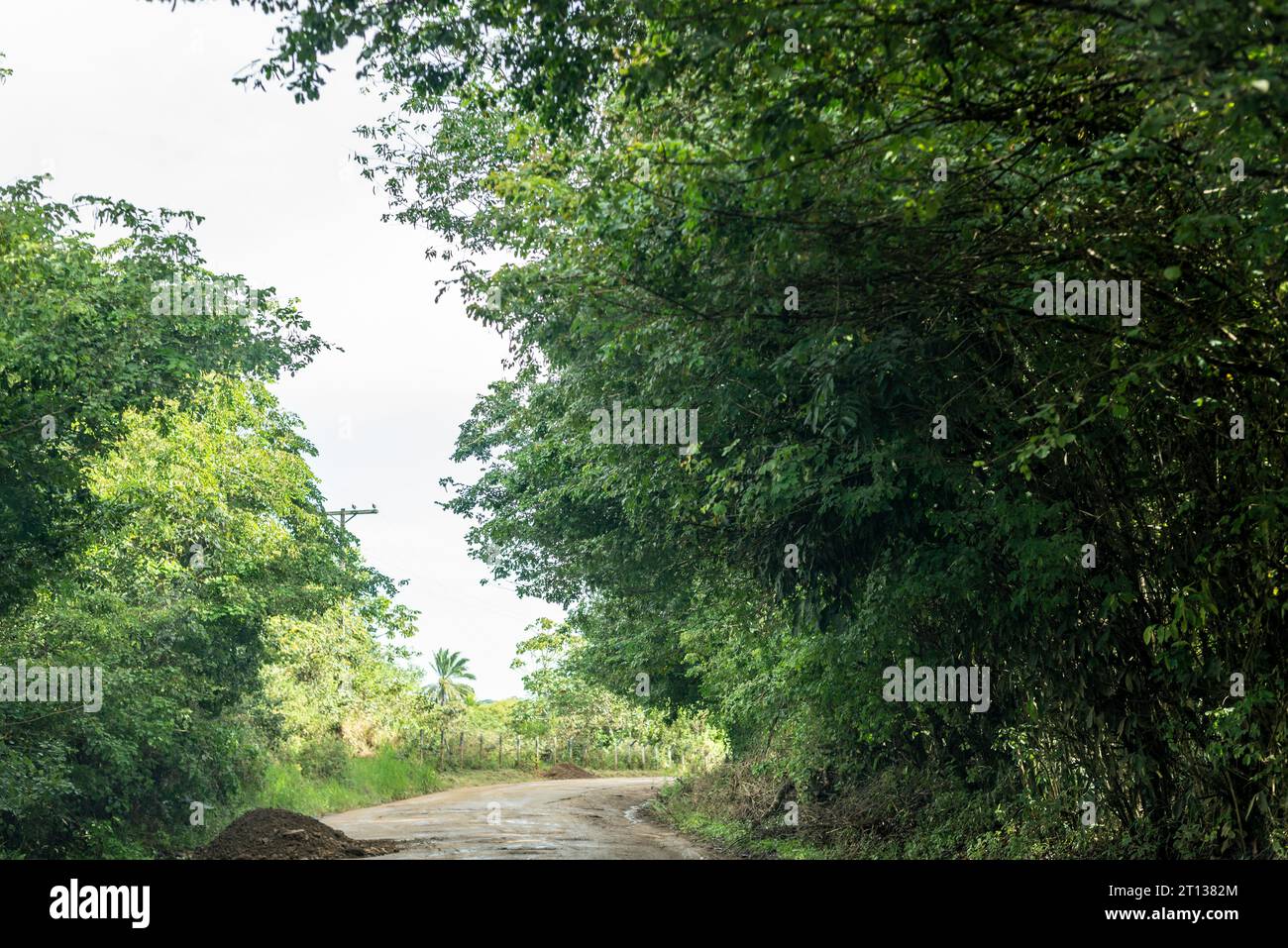 View of a road surrounded by dense and green forests on the side ...