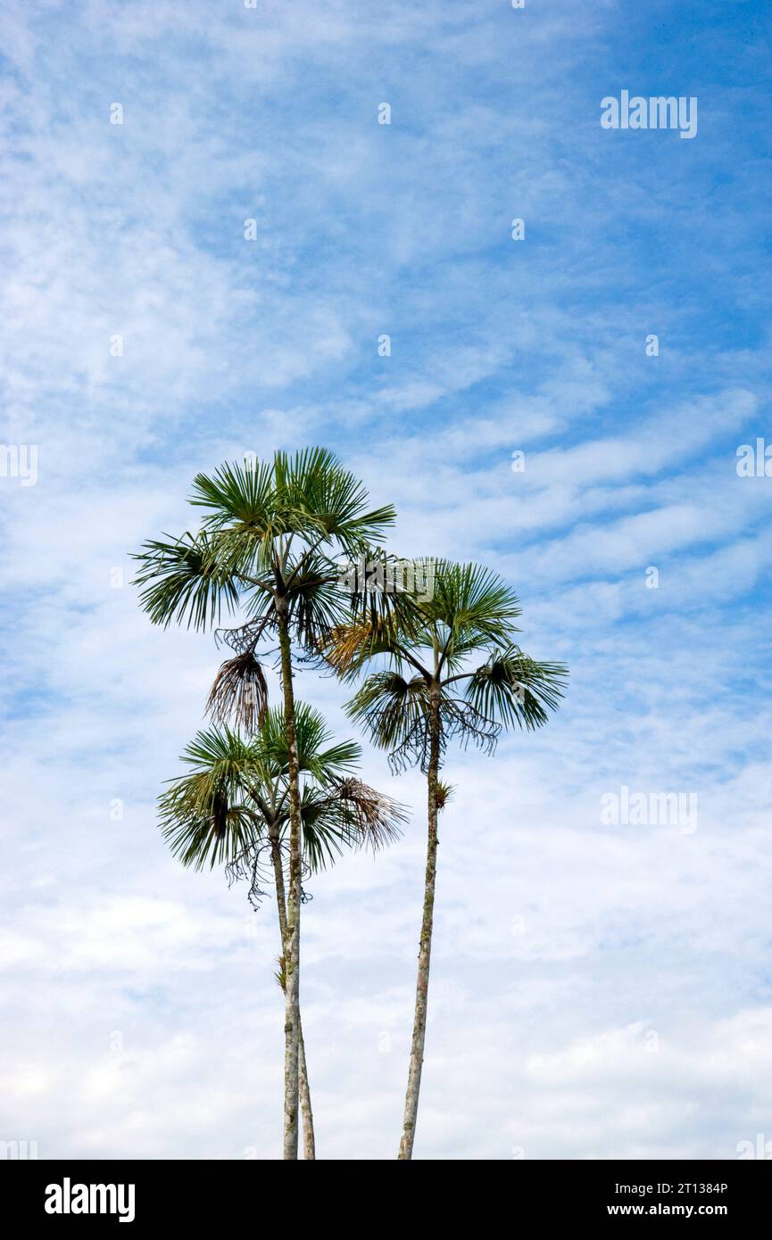 Palm trees growing in the Amazon River in Ecuador, South America Stock ...