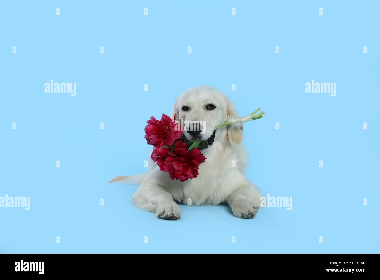 Cute Labrador Retriever with beautiful peony flowers on light blue ...