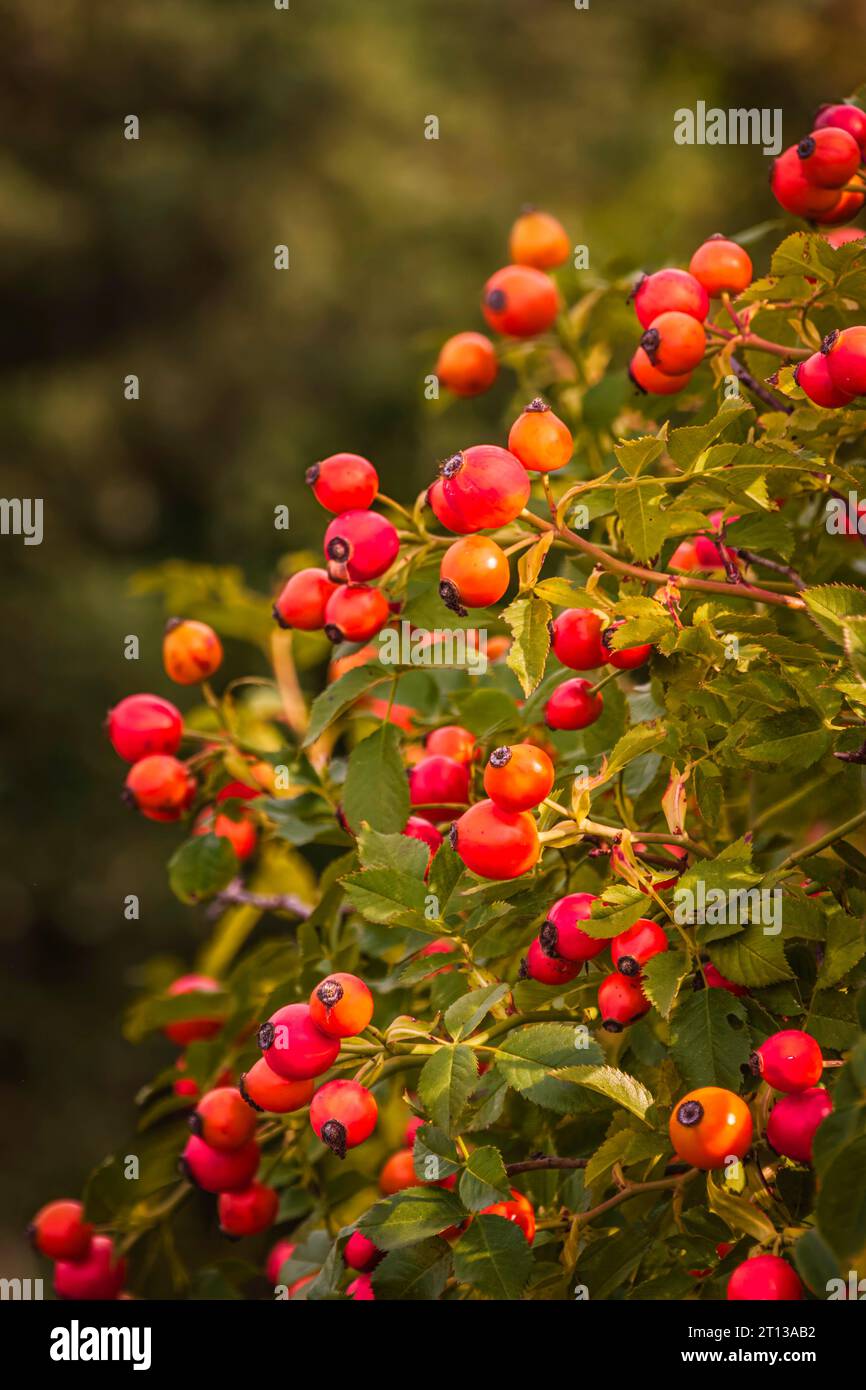 Red fruits of the rose hip - rosa rugosa on the bush and on blurred ...