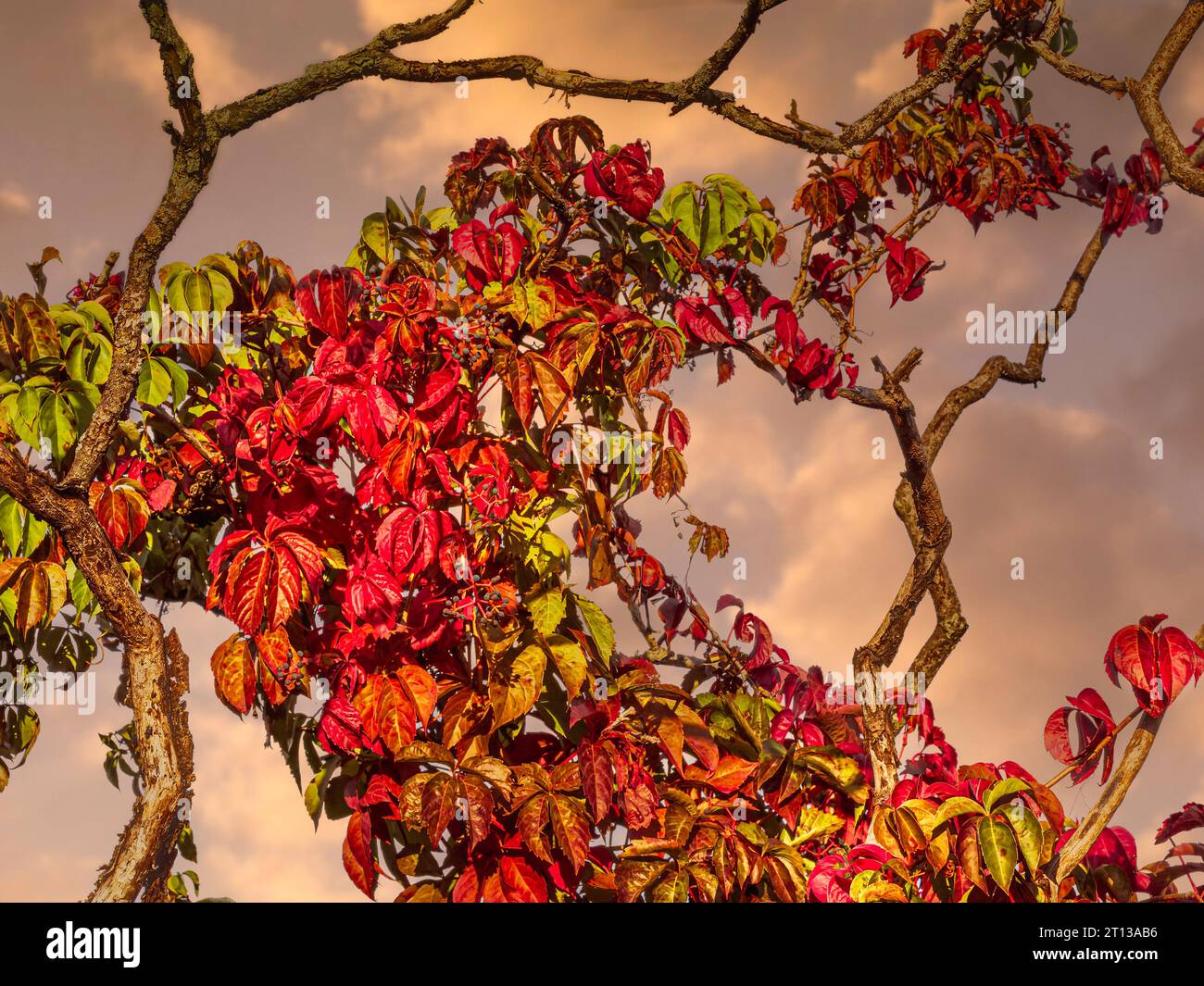 Beautiful red virginia creeper leaves on a tree branch against sunset ...
