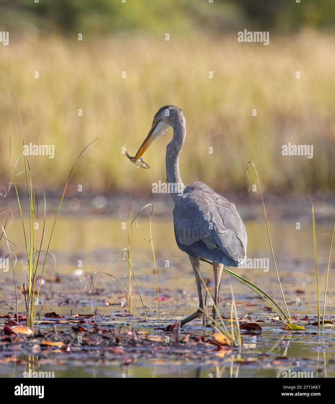 Great Blue Heron eating a small fish snack in Algonquin Park Ontario ...
