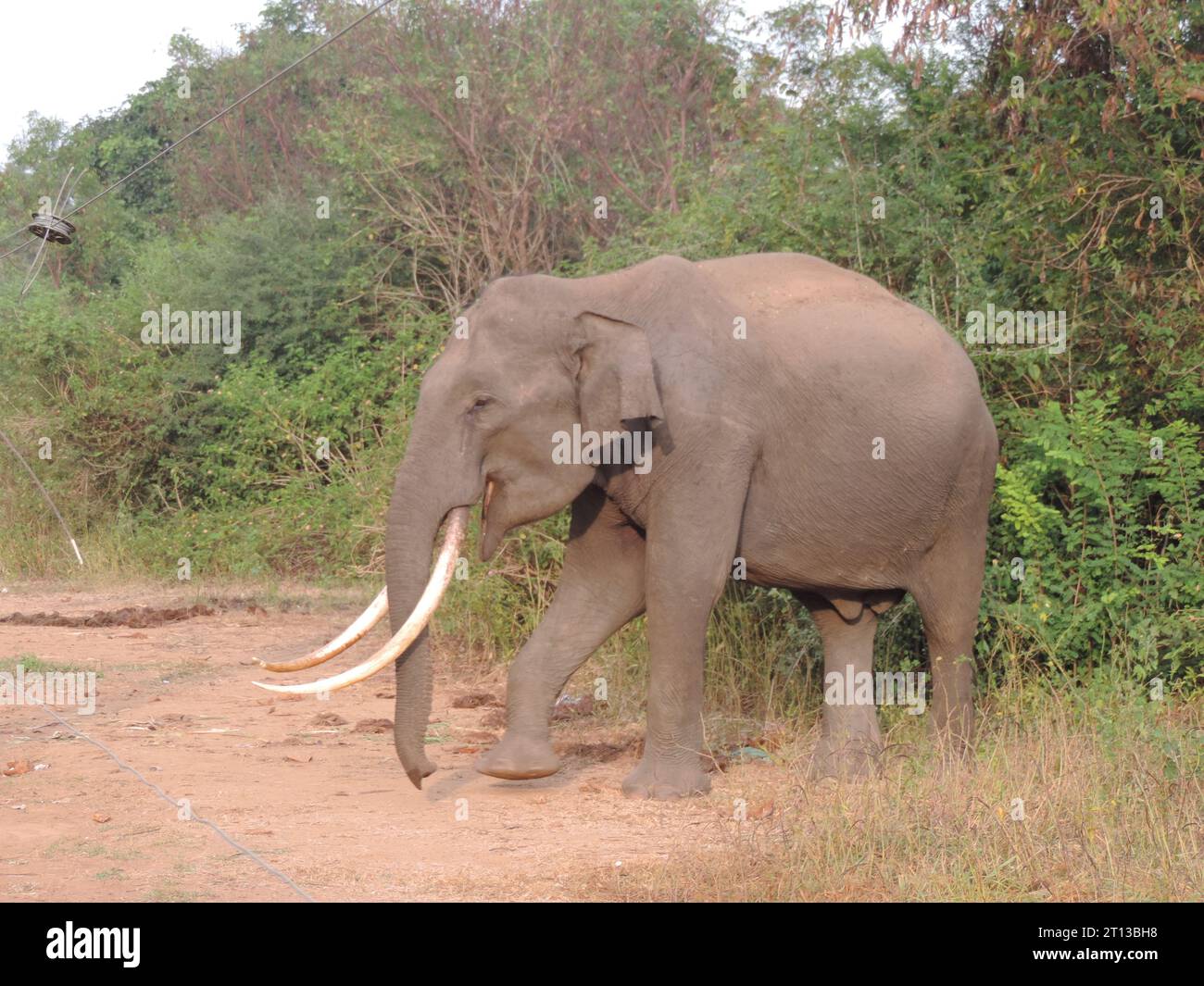 Sri Lankan Elephants in the Wild. Visit Sri Lanka Stock Photo - Alamy