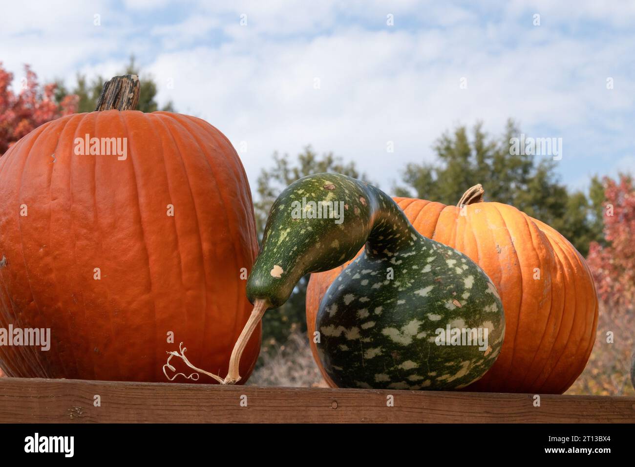 Orange autumn pumpkins and green and white speckled gourd squash ...