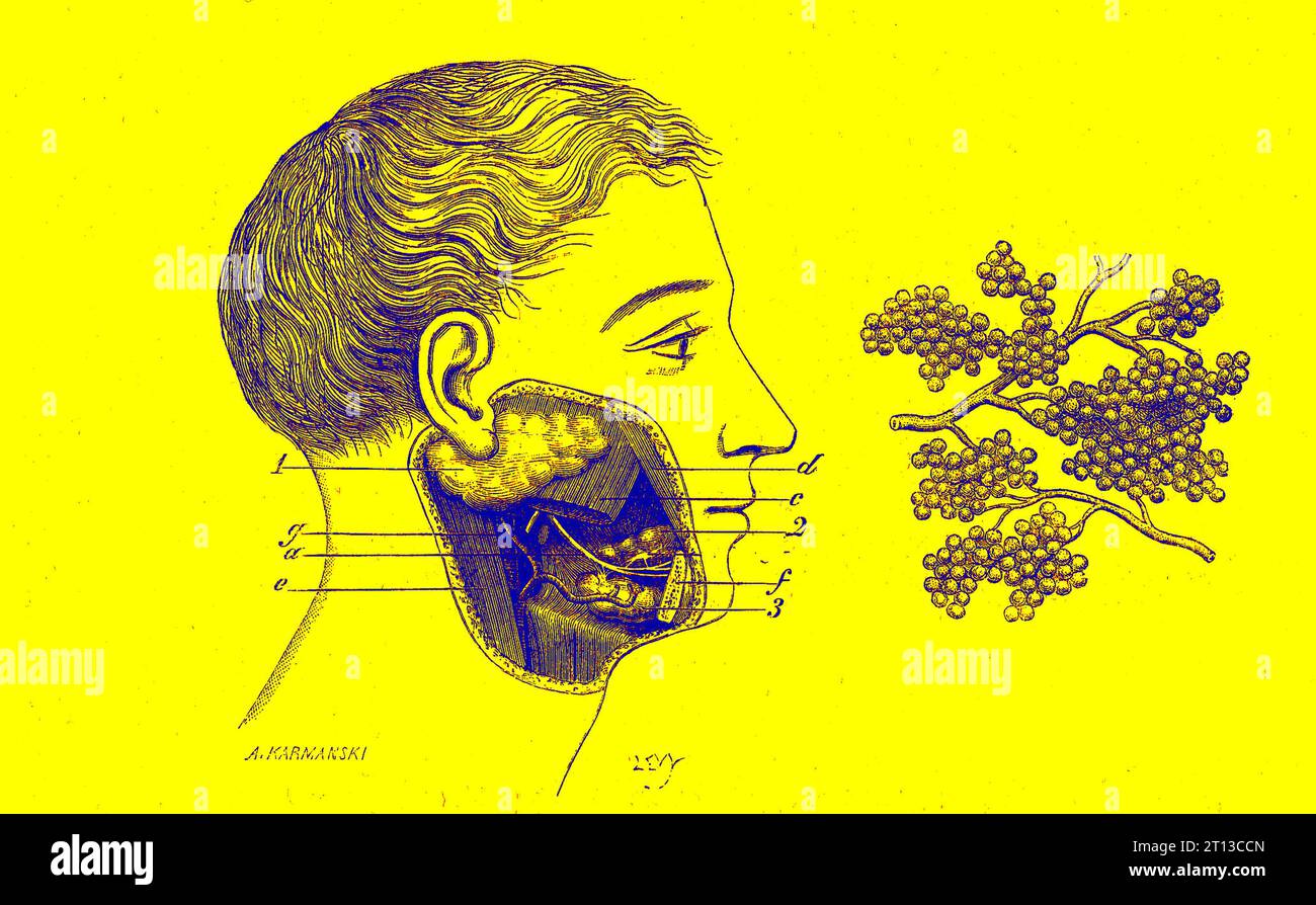 Cur-away illustration of the salivary glands. Beneath the ear is the ...