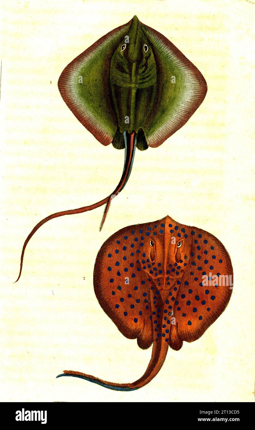 Illustration of a stingray (Raia pastinaca, top) and a Raia lyma ...
