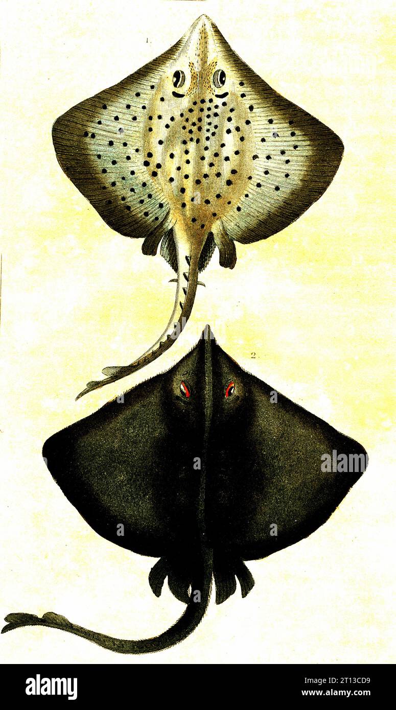 Illustration of a common skate (Dipturus batis, top) and a shagreen ray ...
