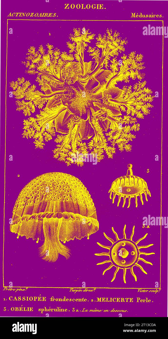 Illustration of jellyfish, including Cassiopea frondescens (1 ...
