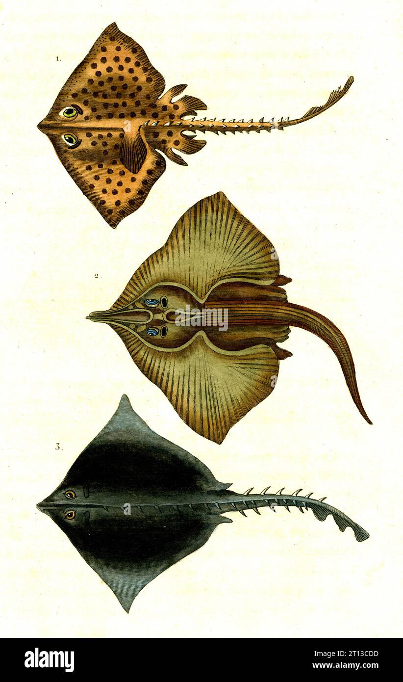 Illustration of three skate (Raja sp.) species. Illustration published ...