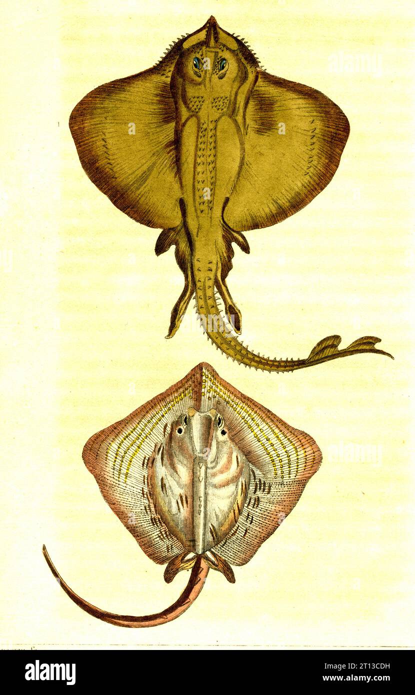Illustration of a clearnose skate (Rostroraja eglanteria, top) and a ...