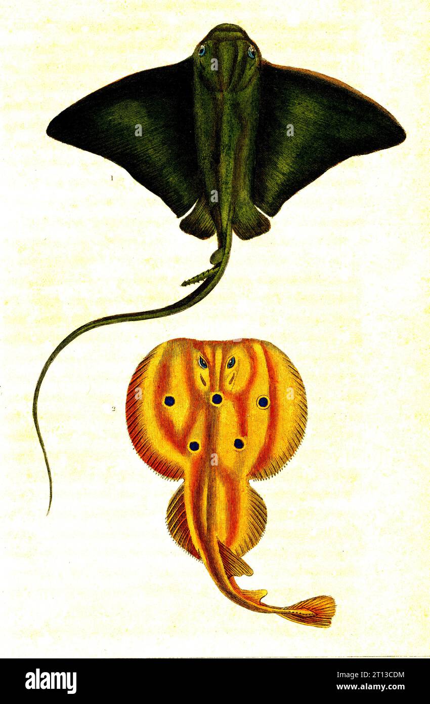 Illustration of a common eagle ray (Myliobatis aquila, top) and a ...