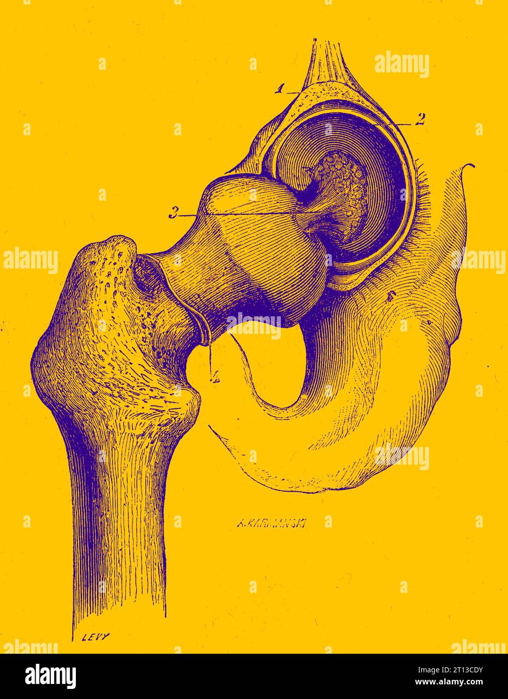 Hip joint, illustration. This is a ball-and-socket joint. The socket is ...