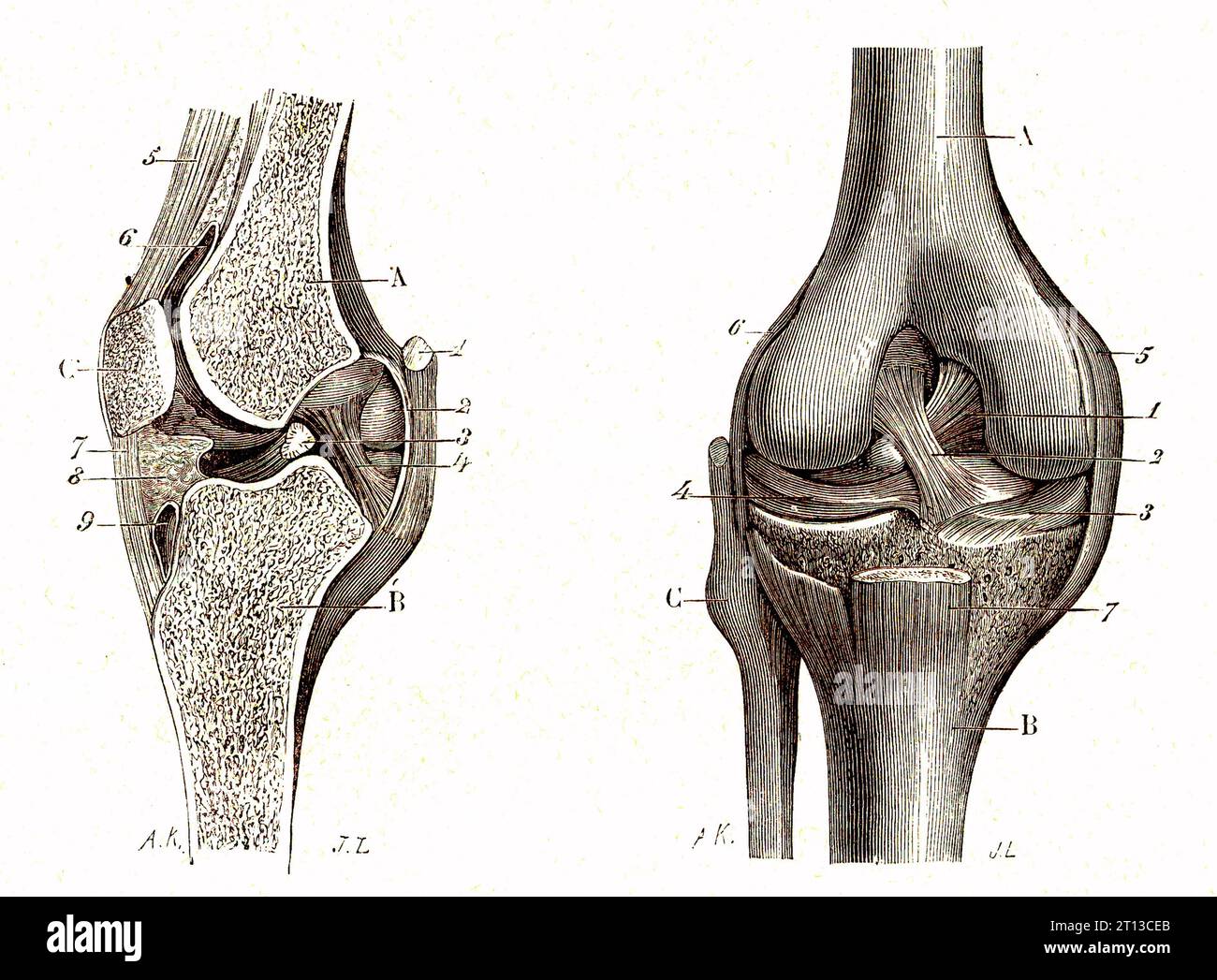 Knee anatomy, illustration. At right the patella (kneecap) has been ...
