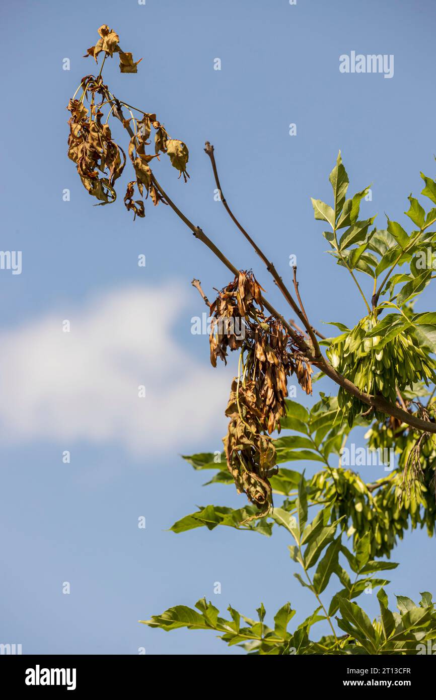 Ash tree (Fraxinus excelsior) affected by ash dieback. Ash dieback is a ...