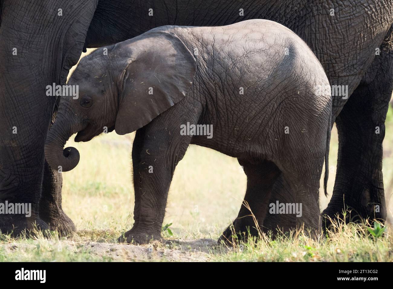 African bush elephant calf (Loxodonta africana). Photographed in the ...