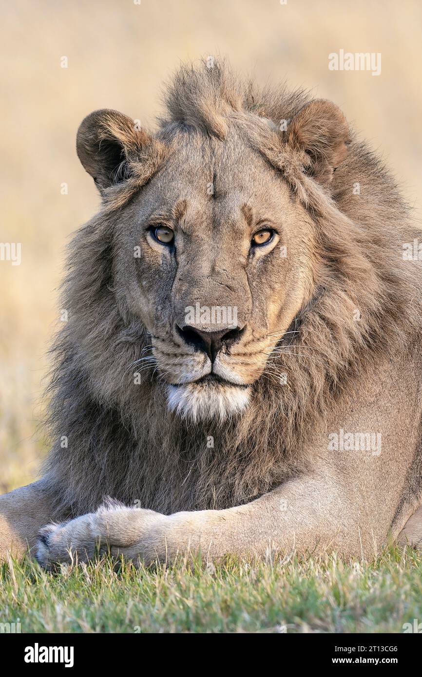 Male lion (Panthera leo) resting. Photographed in the Okavango Delta in ...