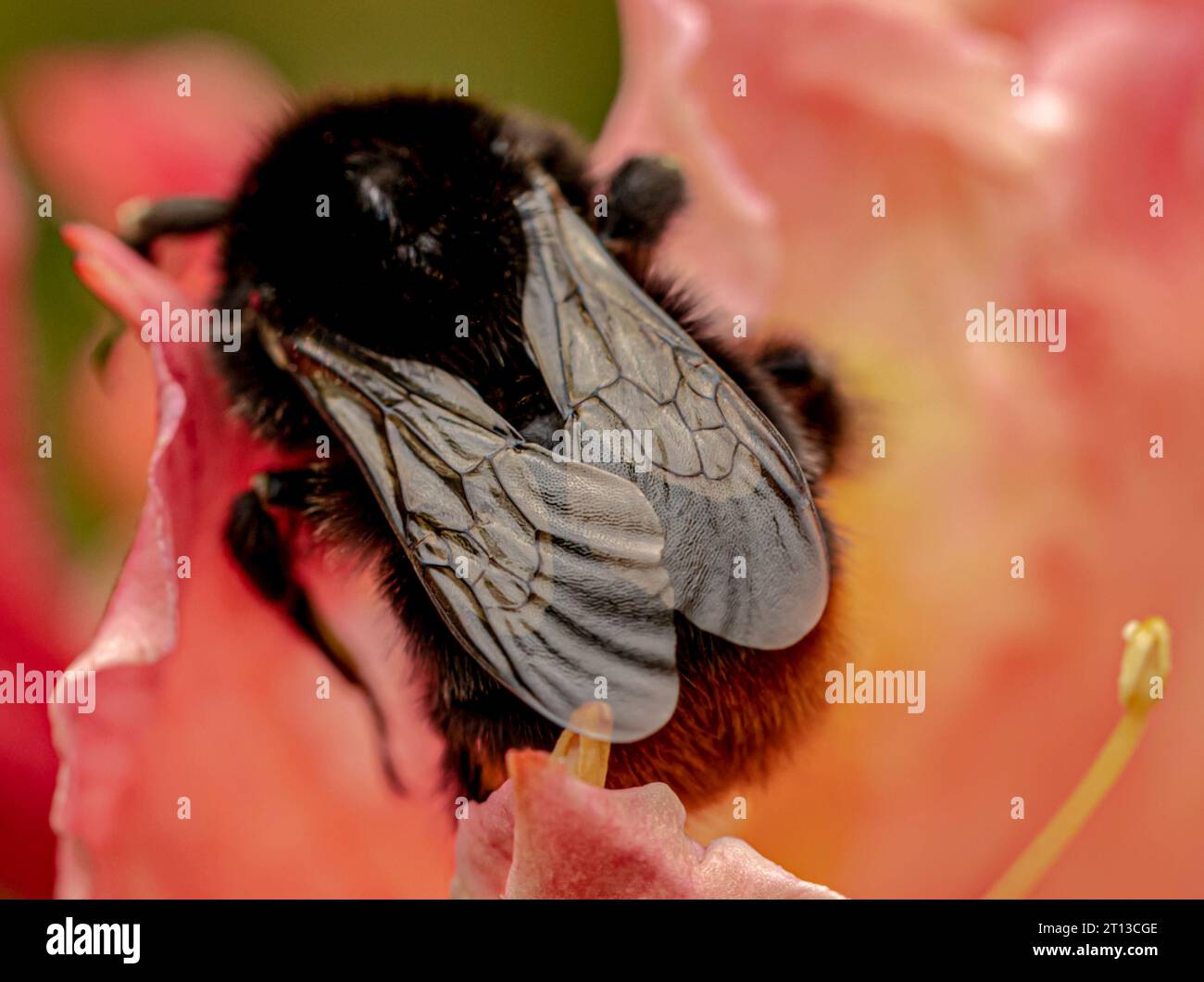Red-tailed bumblebee (Bombus lapidarius). Red-tailed bumblebees are ...