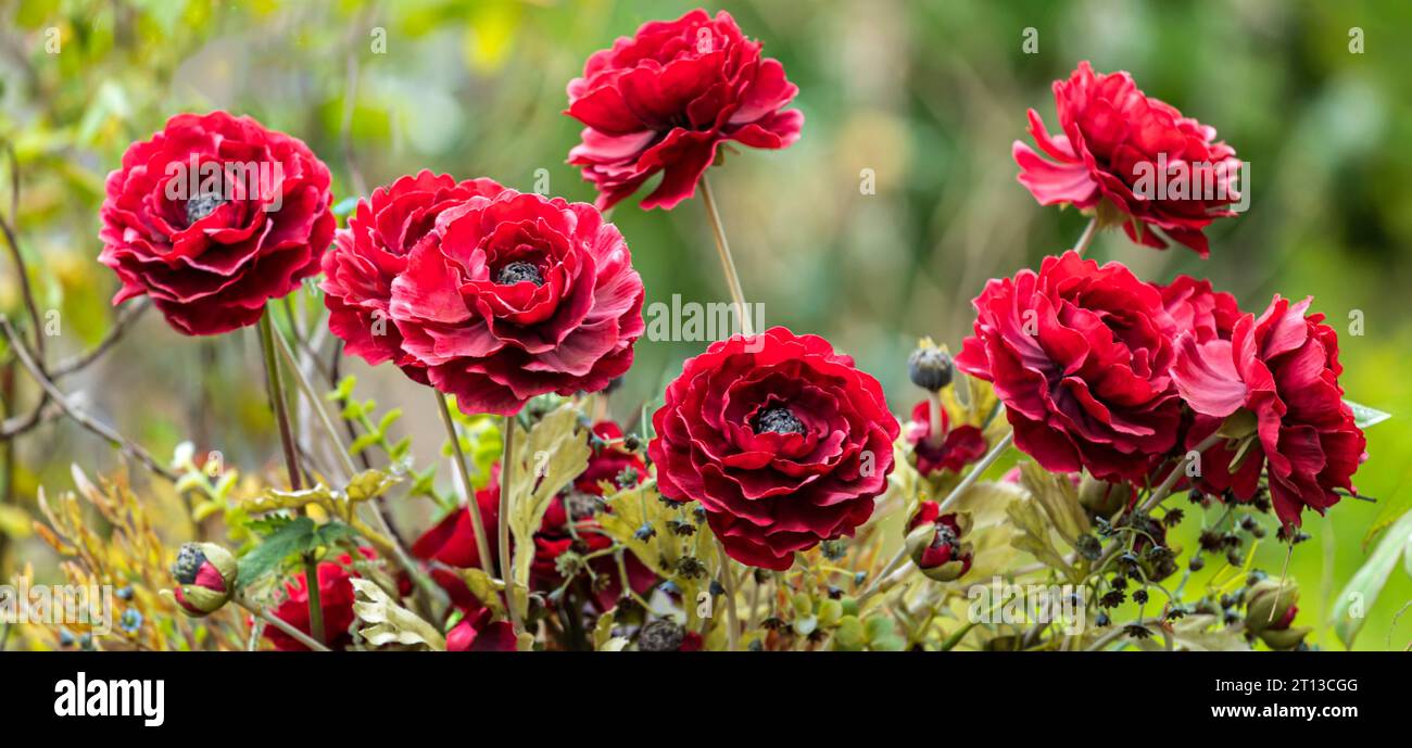 Opium poppy ('Black Paeony' Papaver somniferum) flowers Stock Photo - Alamy