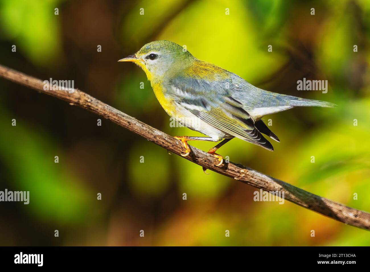 Northern parula warbler during fall migration Stock Photo - Alamy
