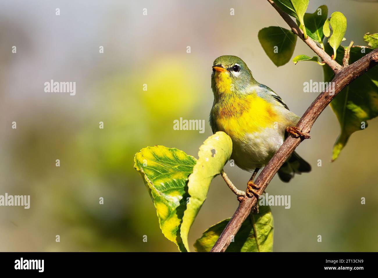 Northern parula warbler during fall migration Stock Photo - Alamy